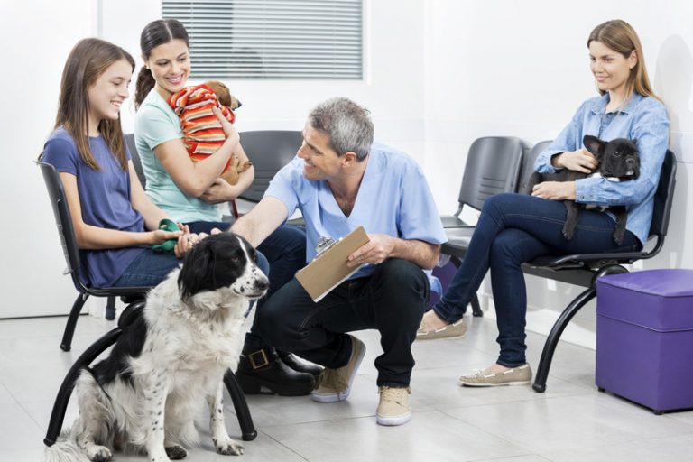 How to Reduce Client and Patient Stress During Vet Visits